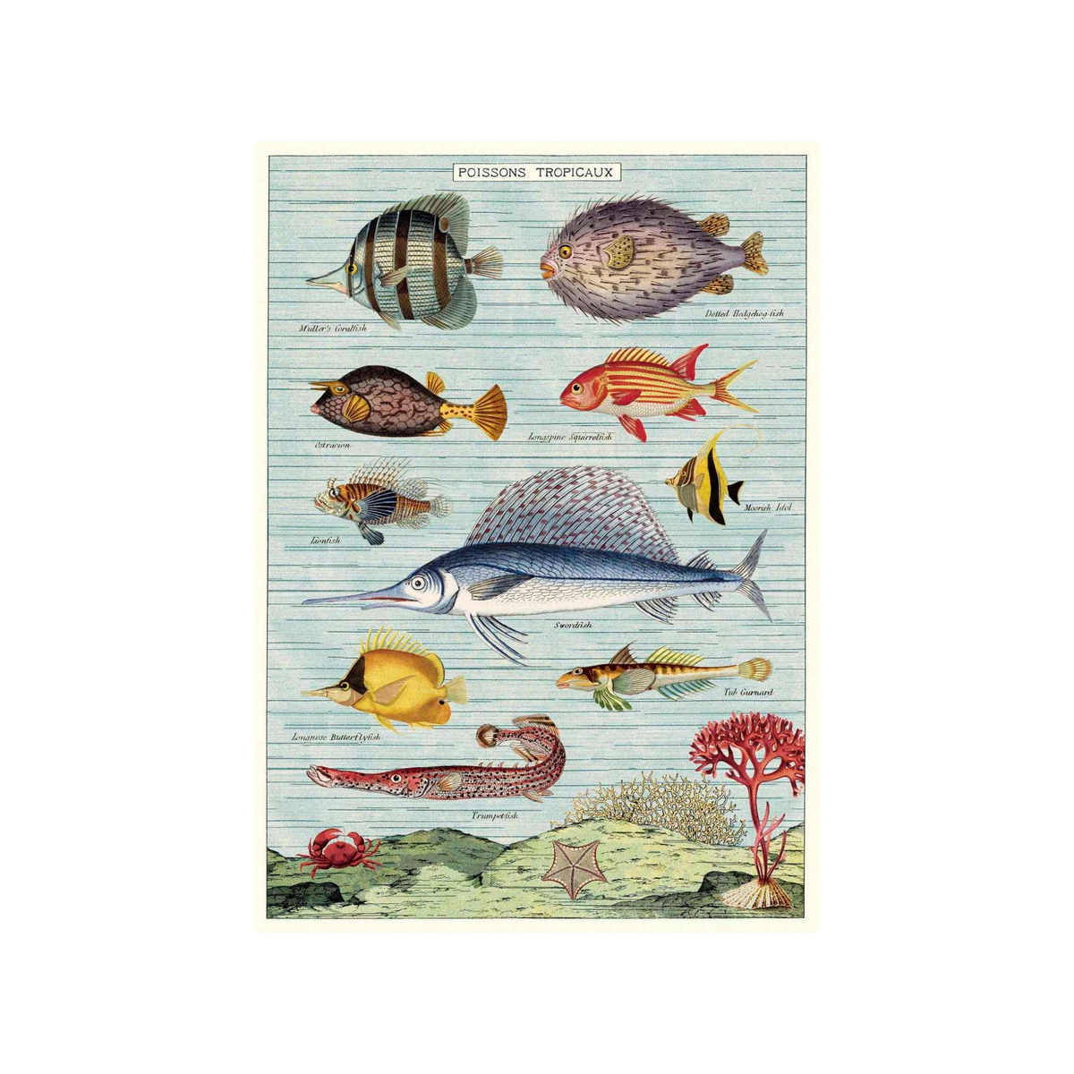 Cavallini Poster - Tropical Fish – The Country Providore